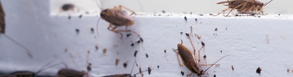 Rodents and Roaches in Your Grill - Grill Service Pros of Atlanta